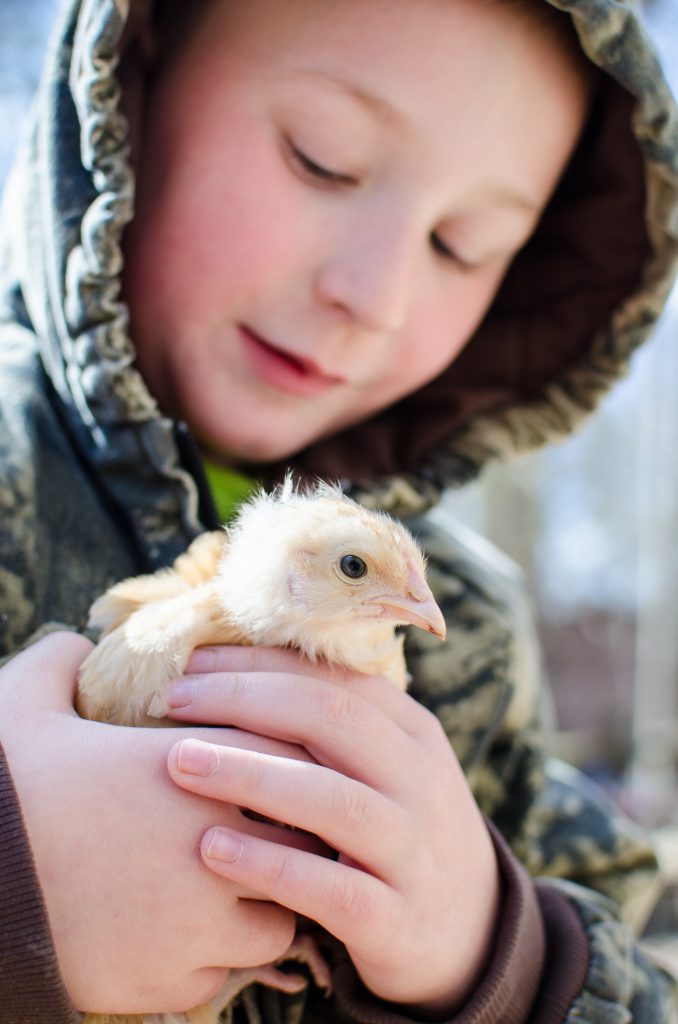 Setting Up Your Outdoor Chicken Brooder - Backyard Poultry